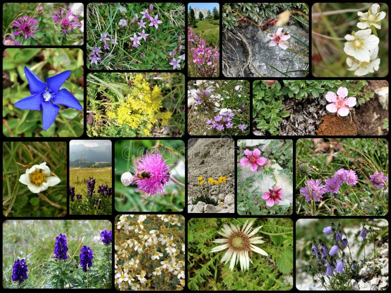 Collage alpino de la flora foto de archivo. Imagen de outdoor - 38166942