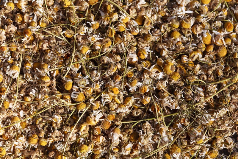 Manzanilla seca imagen de archivo. Imagen de cuidado - 11279933
