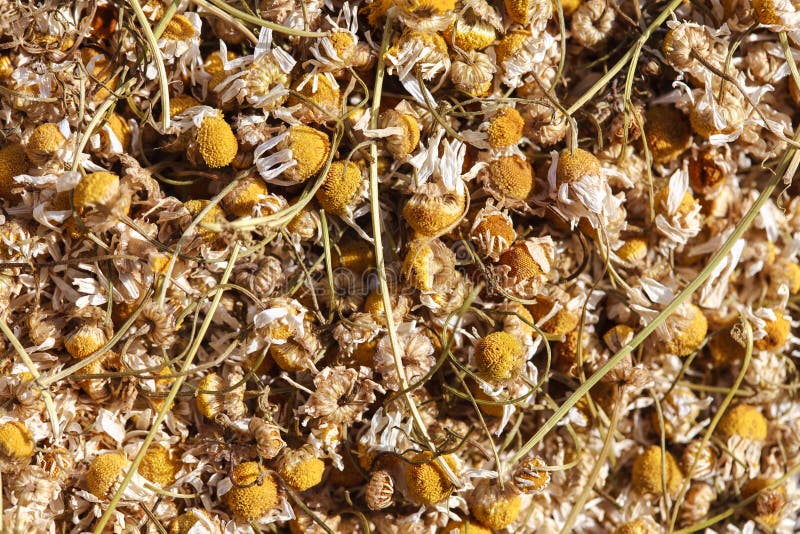 Flores Secas De La Manzanilla Foto de archivo - Imagen de verde ...