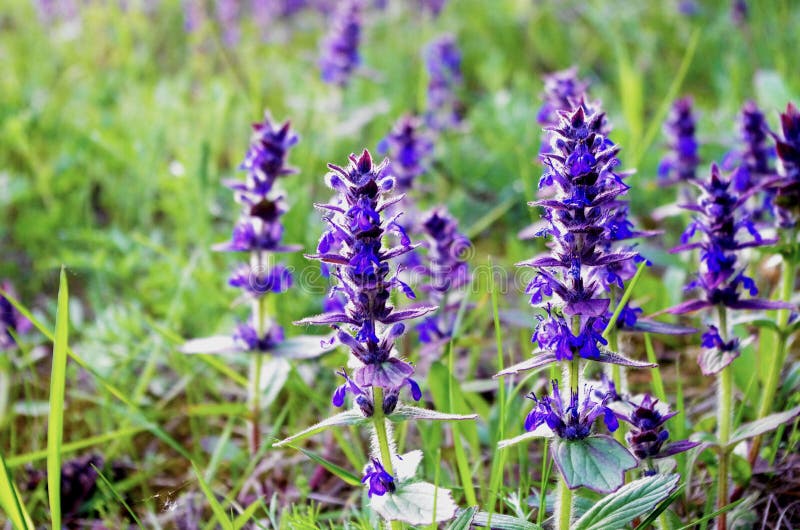 Flores Selvagens Azuis Violetas Imagem de Stock - Imagem de flores ...