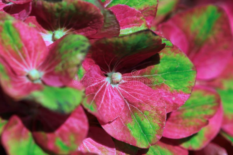 Flores Verdes E Rosa Delicadas Numa Planta Hydrangea Imagem de Stock ...