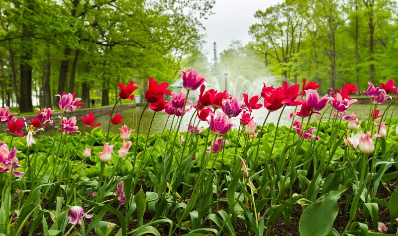 Flores vermelhas foto de stock. Imagem de estrada, campo - 31395466