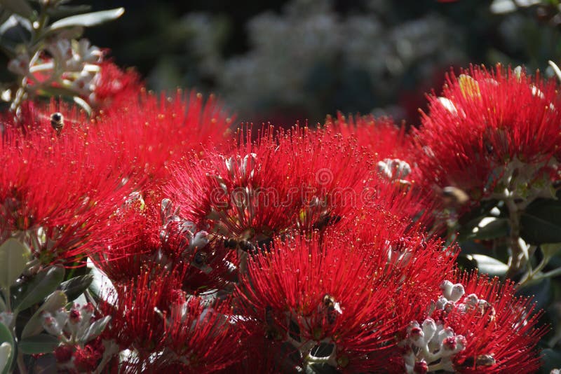 Flores Vermelhas Em Madeira Portugal Foto de Stock - Imagem de vermelho ...