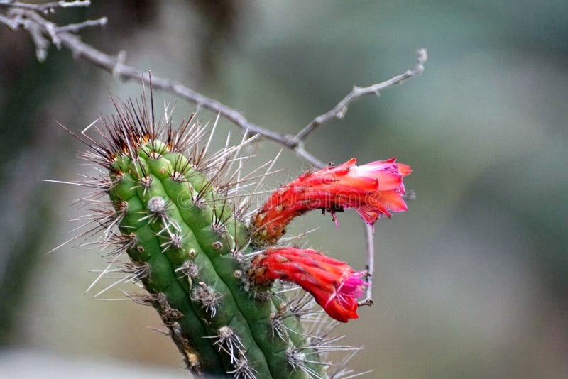 Flores vermelhas num cacto imagem de stock. Imagem de américa - 194984367