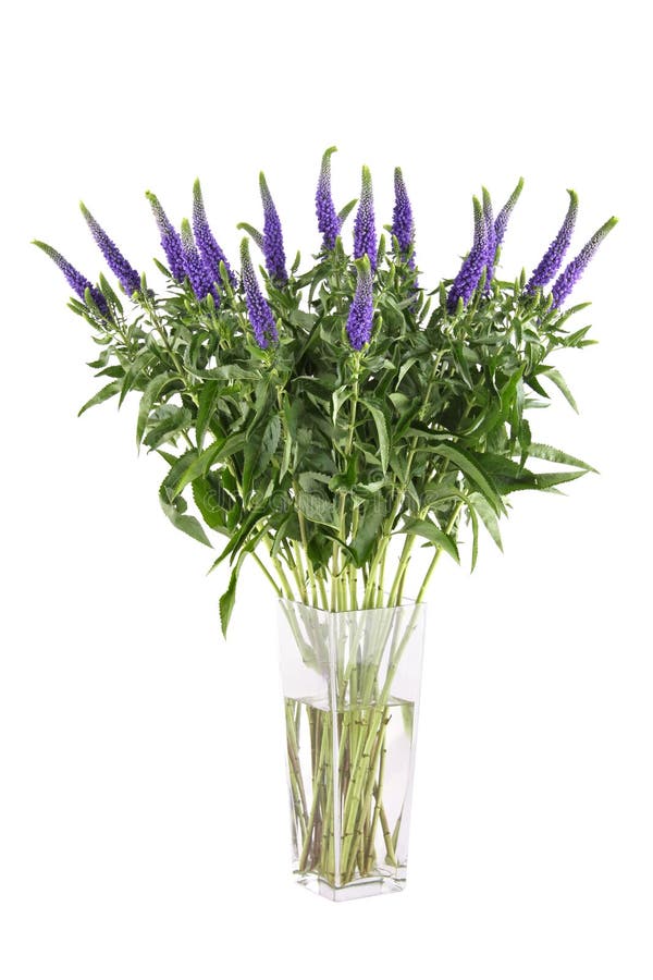 Flores Veronica Isolated imagen de archivo. Imagen de brillante - 76783621