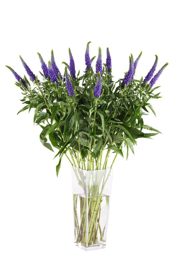 Flores Veronica Isolated foto de archivo. Imagen de color - 81223720