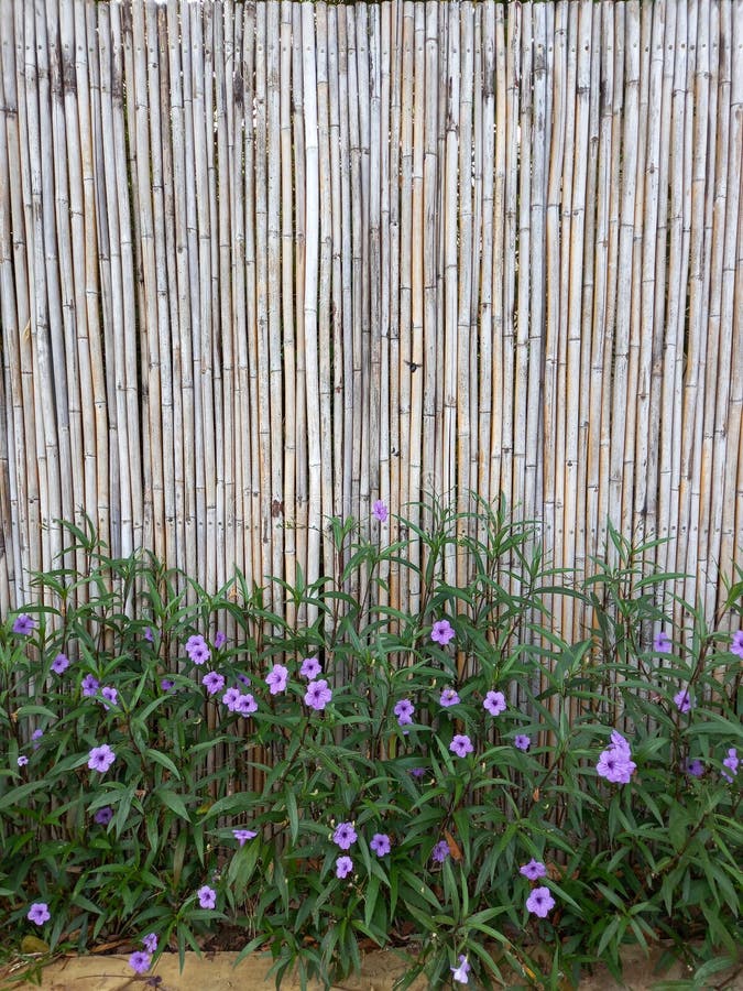 Flores Violetas Ao Lado Do Muro De Bambu Como Fundo. Imagem de Stock - Imagem de naughty, planta ...