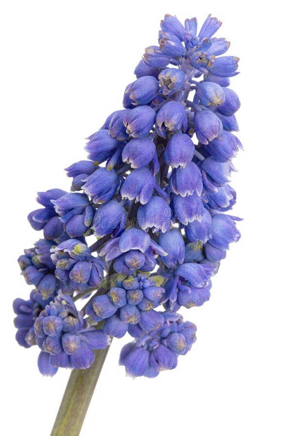 Flores Violetas De Jacinto Aisladas De Fondo Blanco Imagen de archivo ...