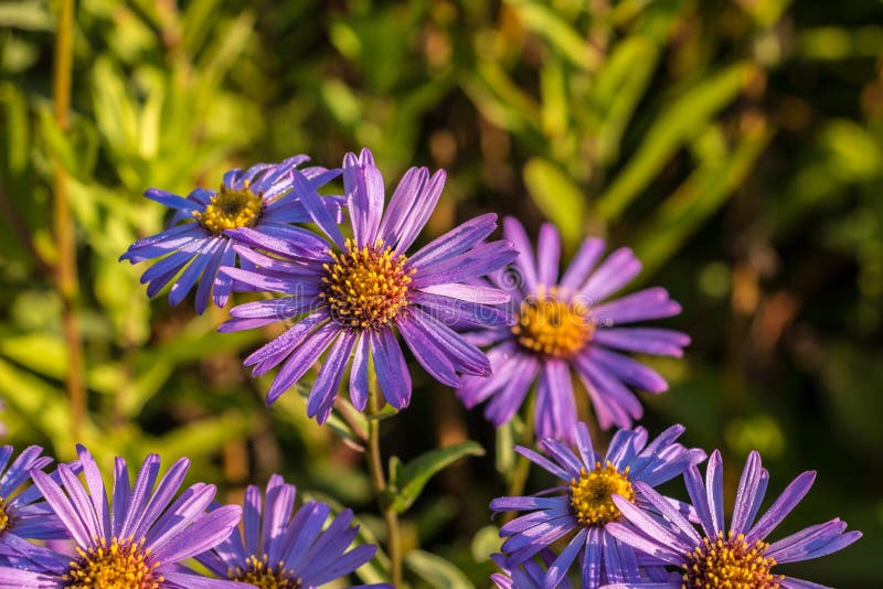 Flores Violetas En El Campo Imagen de archivo - Imagen de aventura ...