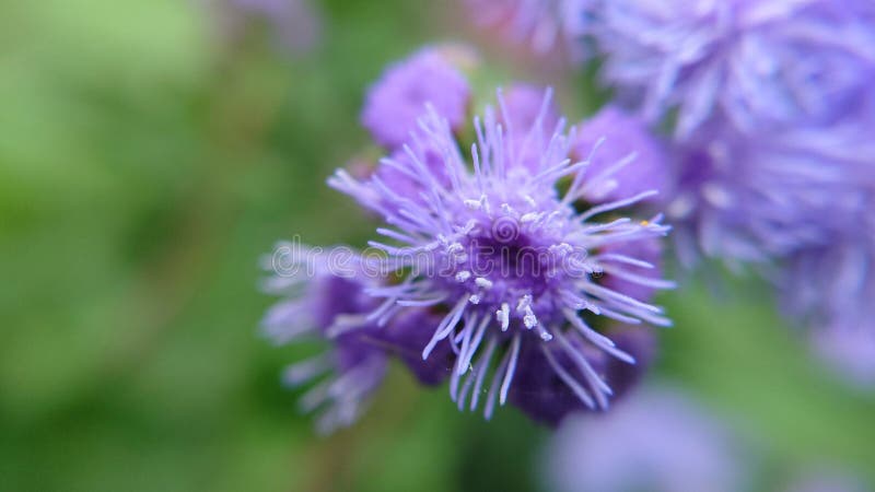 Flores Violetas Y Esponjosas De Ageratum Houstonianum Sobre Un Fondo De