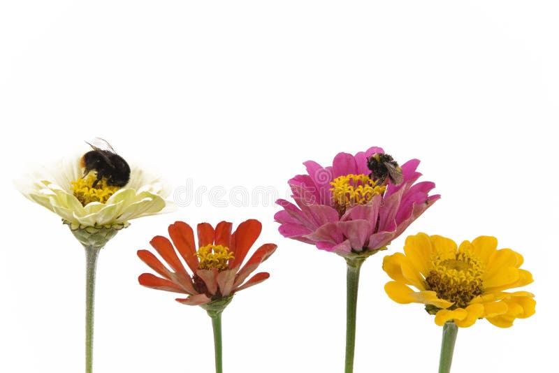 Flores y abejas foto de archivo. Imagen de flor, abejorro - 5968406