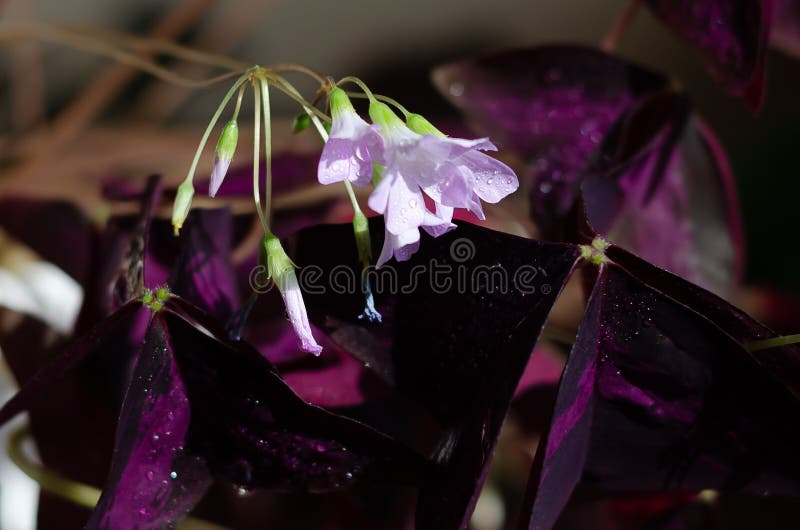 Flores Y Hojas De Los Triangularis De Oxalis Foto de archivo - Imagen ...