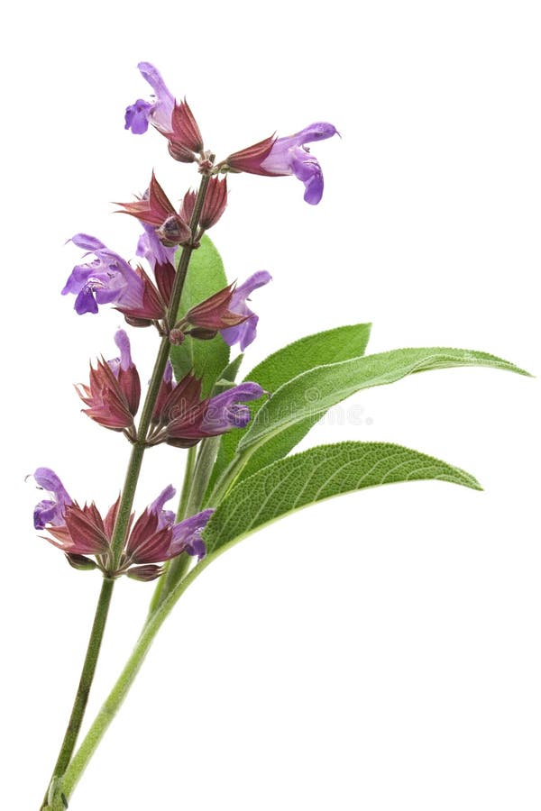 Sabio aislado en blanco imagen de archivo. Imagen de verde - 5294375