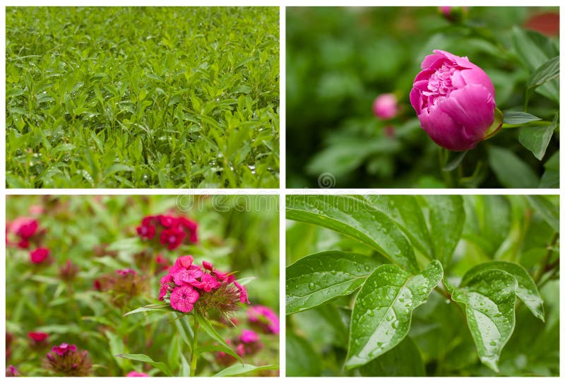 Flores Y Collage De Las Plantas Imagen de archivo - Imagen de floral ...