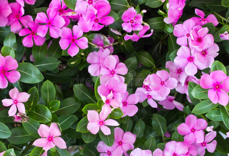 Cor rosa da flor vinca foto de stock. Imagem de ervas - 219288216