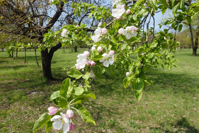 Florescence of Apple in Orchard in April Stock Image - Image of malus ...