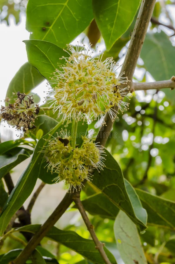 Blossoms of the June Plum Tree Stock Photo - Image of branch, flowering ...