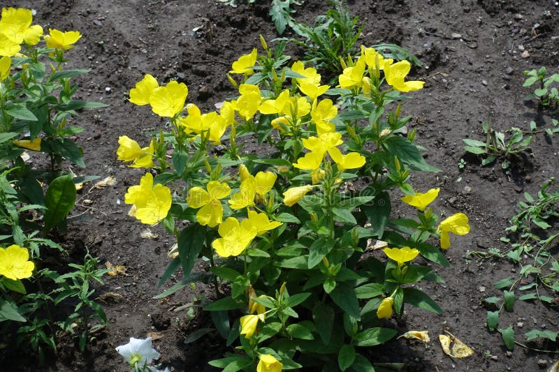 Florescence of Bright Yellow Sundrops in June Stock Image - Image of ...