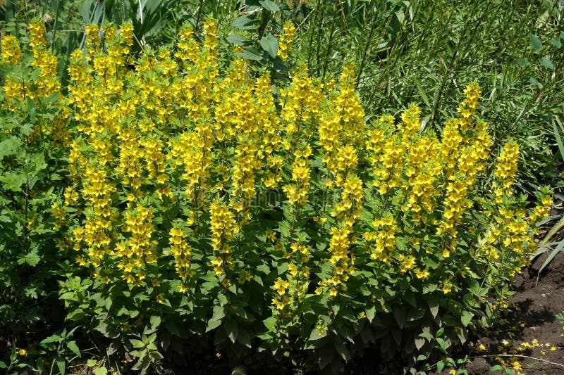 Florescence Dotted Loosestrife Bush June Stock Photos - Free & Royalty ...