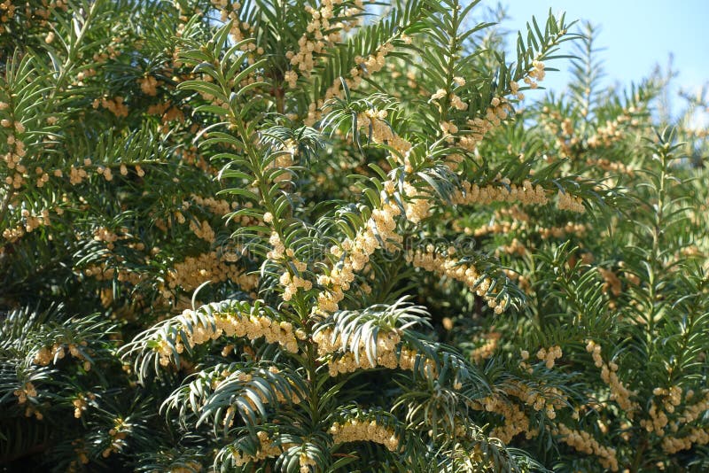 Florescence of European Yew Bush in March Stock Image - Image of ...