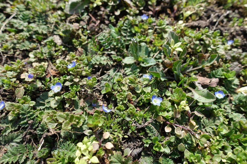 Florescence of Gray Field Speedwell in March Stock Photo - Image of ...