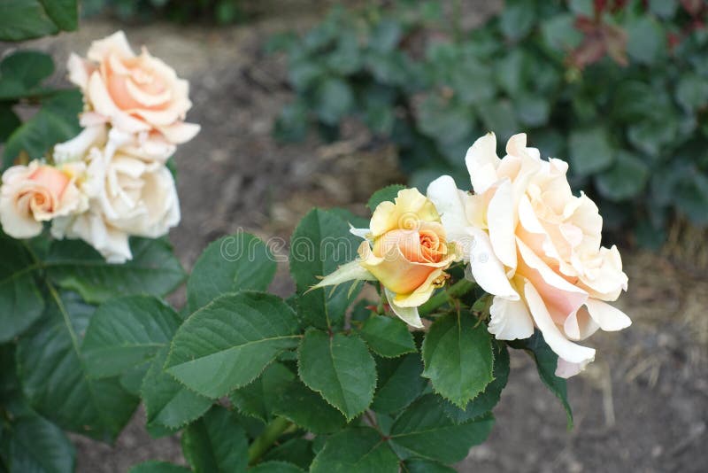 Florescence of Light Beige Rose in the Garden Stock Image - Image of ...