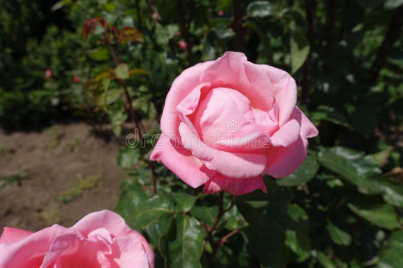 Florescence of Light Pink Rose in June Stock Photo - Image of branch ...