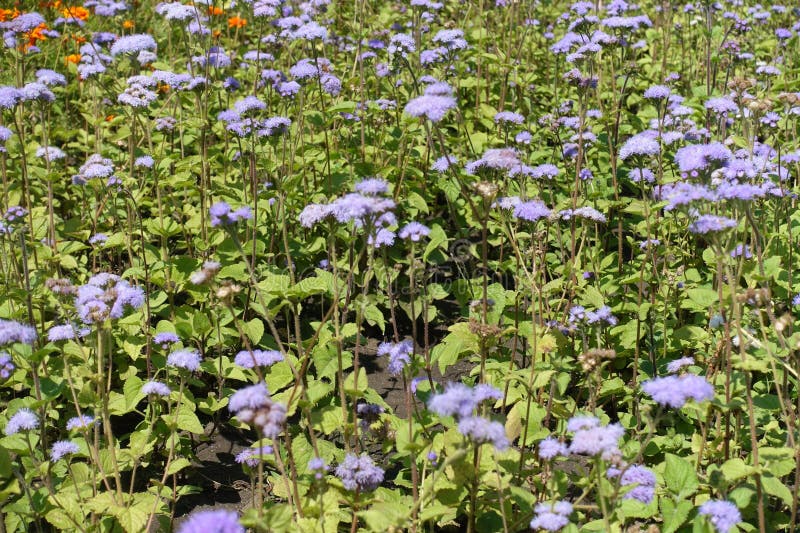 Florescence of Pastel Violet Ageratum Houstonianum Stock Image - Image ...