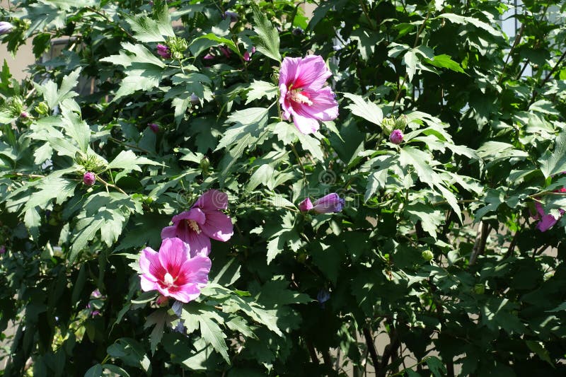 Florescence of Pink Hibiscus Syriacus in August Stock Image - Image of ...