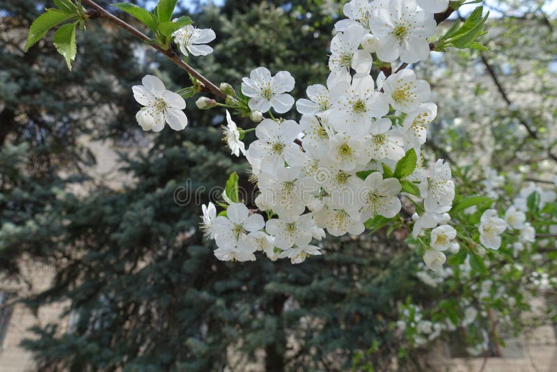 Florescence of Sour Cherry in Spring Stock Photo - Image of fruit ...