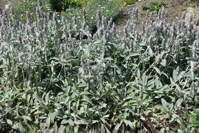 Florescence of Stachys Byzantina in Summer Stock Photo - Image of park ...