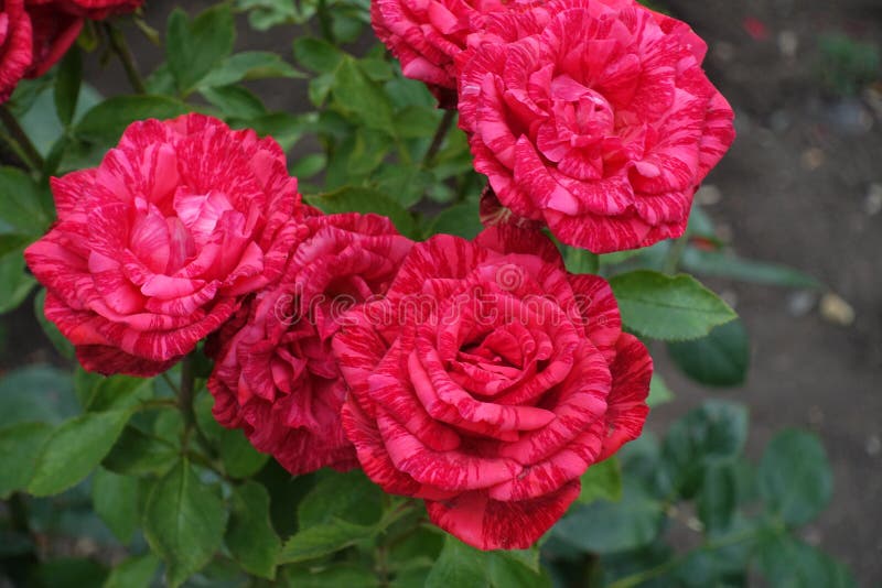 Florescence of Striped Red Roses in July Stock Photo - Image of bloom ...