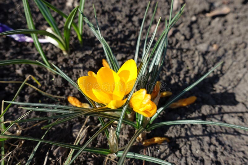 Florescence of Two Yellow Crocus Chrysanthus in March Stock Image ...