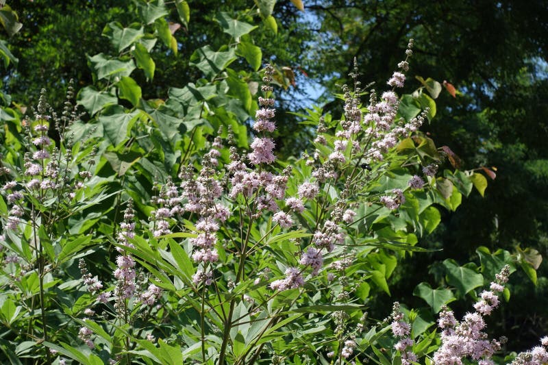 Florescence of Vitex Agnus-castus in July Stock Image - Image of botany ...