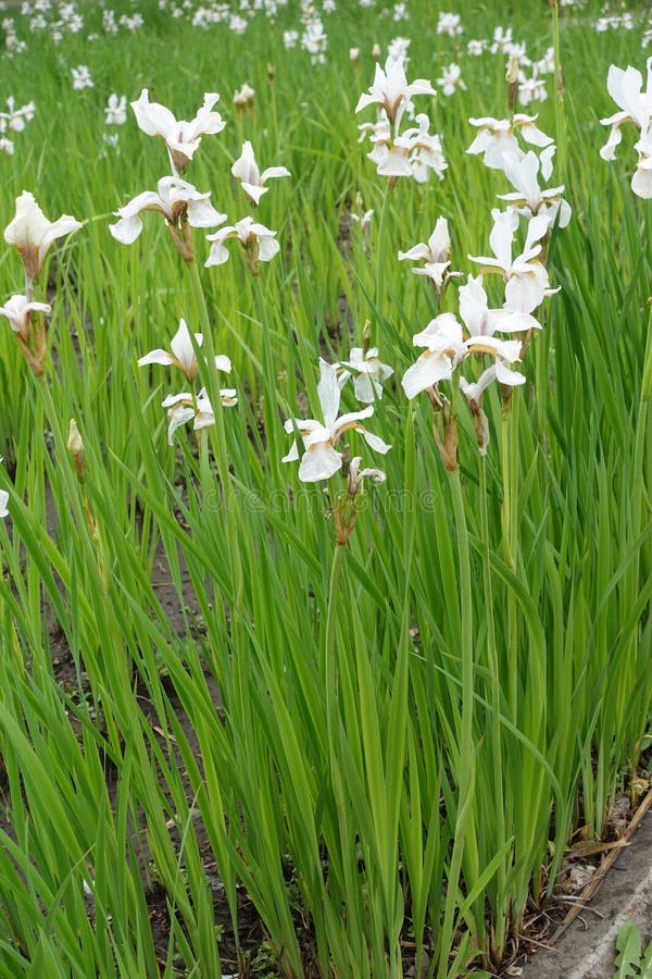 Florescence of White Siberian Irises Stock Image - Image of spring ...