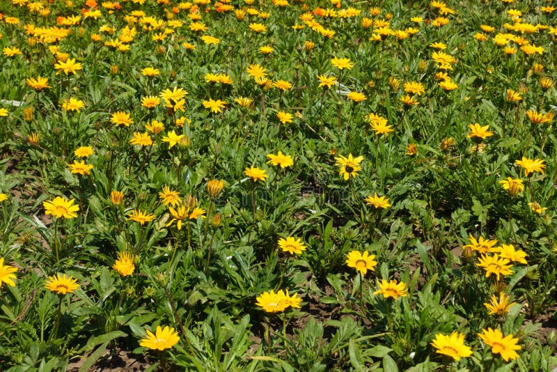 Florescence of Yellow Gazania Rigens in July Stock Image - Image of ...