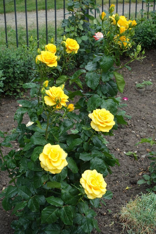 Florescence of Yellow Rose Bush in June Stock Image - Image of vibrant ...