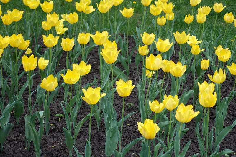 Florescence of Yellow Tulips in Spring Stock Image - Image of nature ...