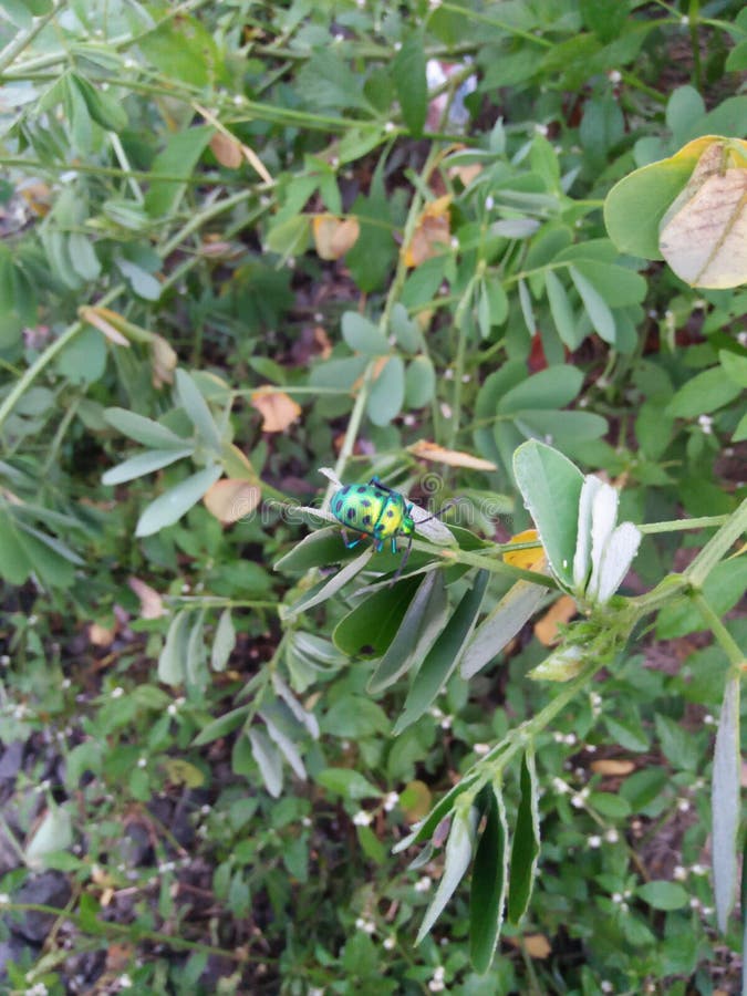 Floresent bettle stock image. Image of plant, branch - 198545603