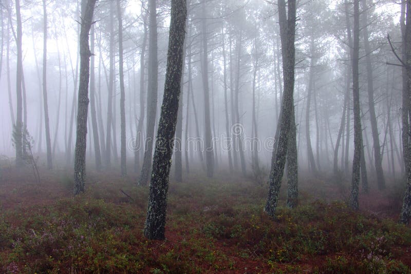 Florest stock photo. Image of direction, light, early, country - 321998