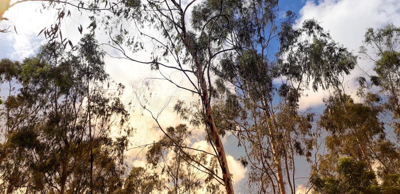 Florest on Aldeias City, Interior of Pernambuco, Brazil Stock Image ...