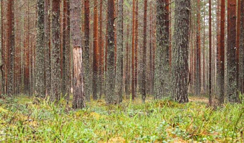 Floresta bonita do pinho foto de stock. Imagem de flora - 104350544