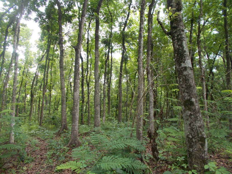 Floresta De Mogno Nova Em Java Imagem de Stock - Imagem de folhagem ...