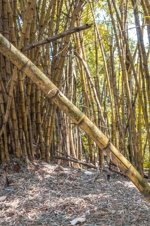 Floresta Do Bambu Com Um Ramo De Bambu Caído Imagem de Stock - Imagem ...