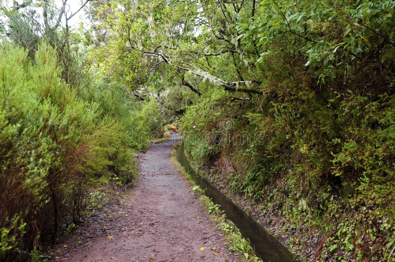 Floresta Do Relict Do Louro Em Madeira Foto de Stock - Imagem de ...