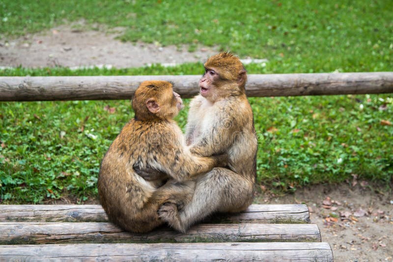 Floresta Do Macaco - Beijando Imagem de Stock - Imagem de pelaria ...