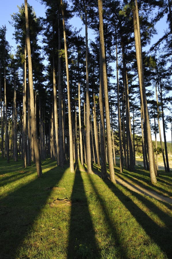 Floresta do pinho imagem de stock. Imagem de paisagem - 11717705