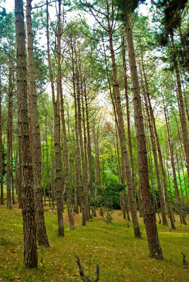 Floresta do pinho foto de stock. Imagem de caminhada - 29599648