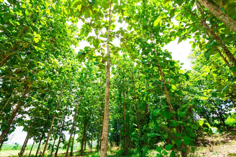 árvore Seca Da Teca Isolada Em Um Fundo Branco Foto de Stock - Imagem ...