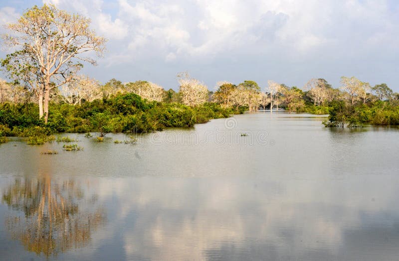 Floresta Inundada, Pantanal, Mato Grosso (Brasil) Foto de Stock ...